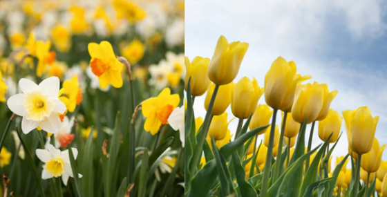 How Good Luck Flowers Brings Spreading Luck and Happiness